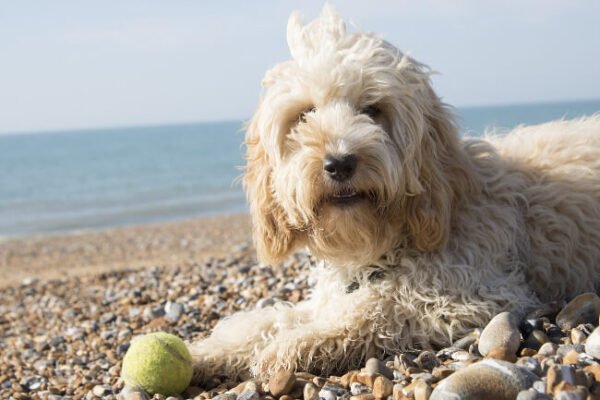 Cavapoo Vs Cockapoo 4 Important Differences Explained Cavapoolove 7197