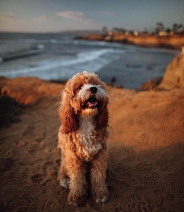 Cavapoo Haircuts - Different Types Explained - CavapooLove