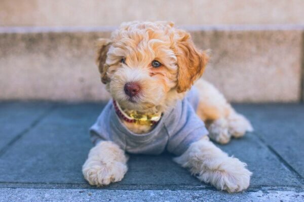 F1b Cavapoo – How Does It Differ To An F1? - CavapooLove