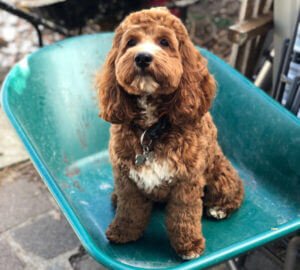 Cavapoo Haircuts - Different Types Explained - CavapooLove