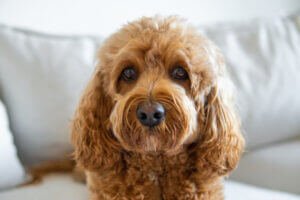 Cavapoo Haircuts - Different Types Explained - CavapooLove