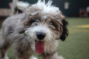 Cavapoo Colors - A Dog Of Many Colors - CavapooLove