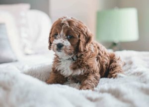 How To Crate Train A Cavapoo Puppy - CavapooLove