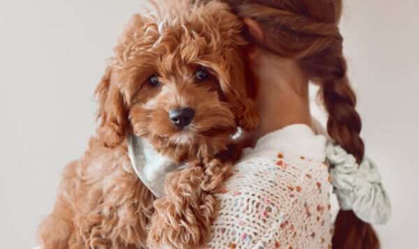 Cavapoo Exercise Needs - CavapooLove