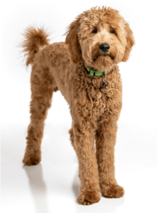 Cavapoo Vs Goldendoodle - Two Big Differences - CavapooLove