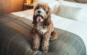 Cavapoo Breed Comparisons - CavapooLove